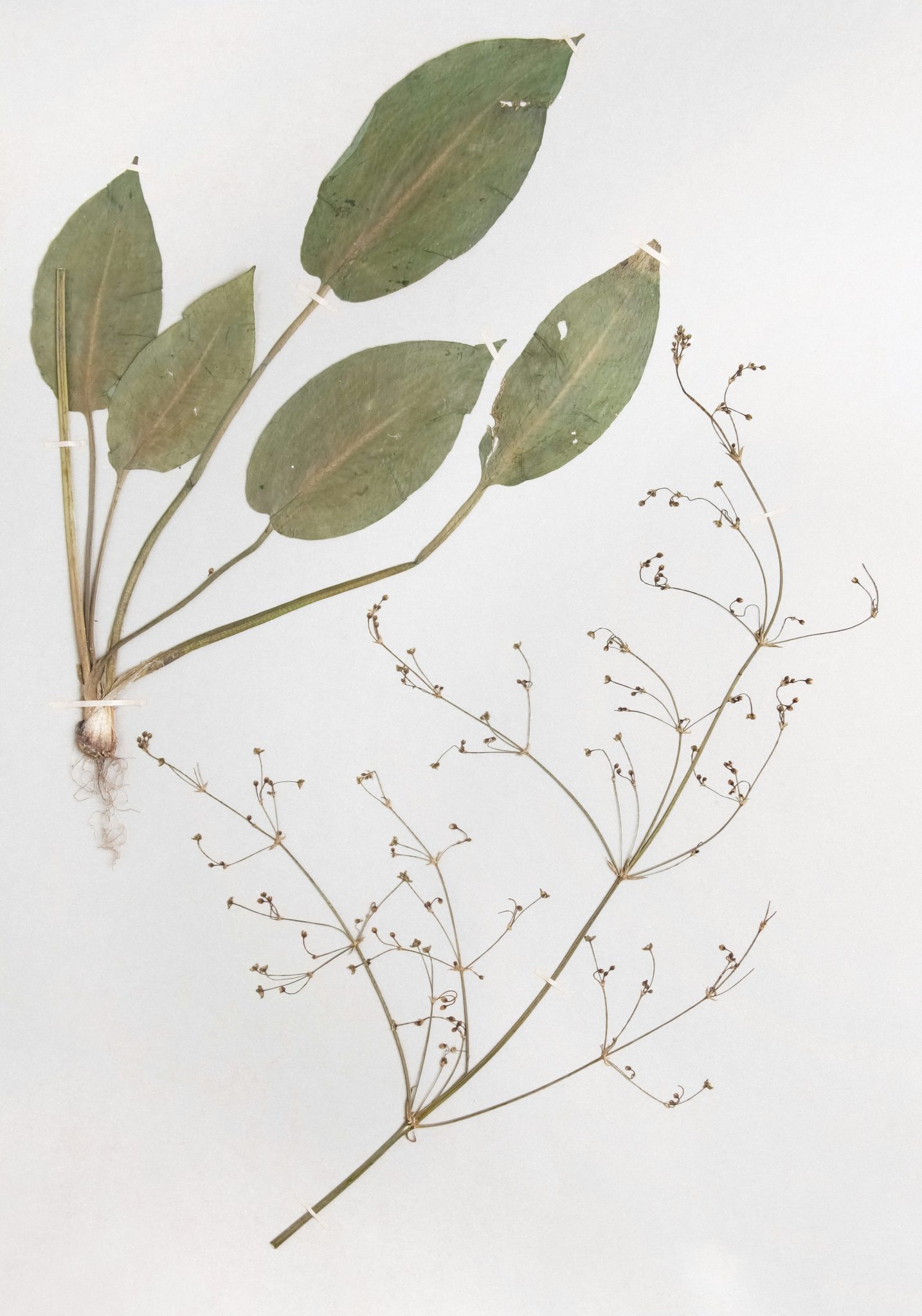 Build a Field Herbarium: Ethical Guide for Beginners
