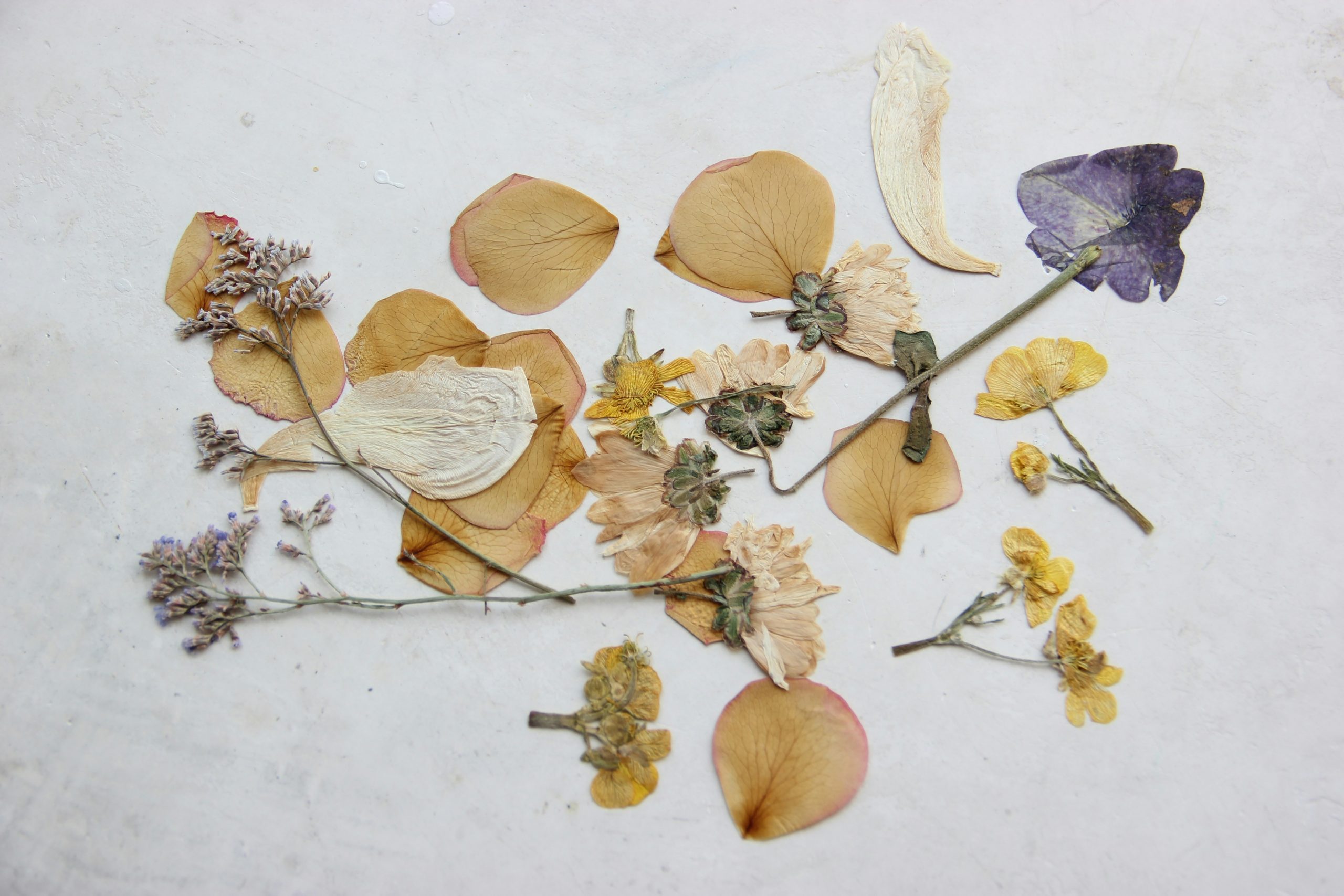 Build a Field Herbarium: Ethical Guide for Beginners