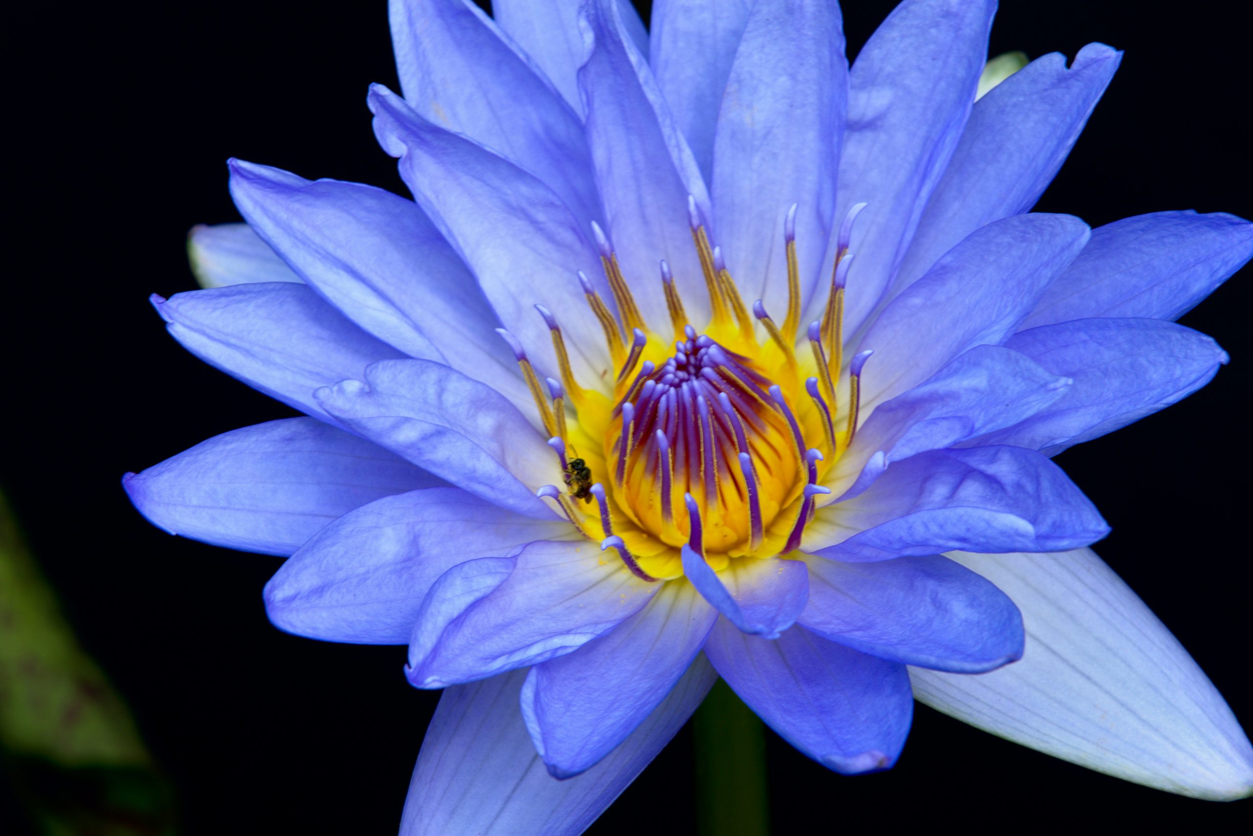 Blue Lotus Dreams: Ancient Egypt’s Botanical Symbolism - Ethnobotanical ...